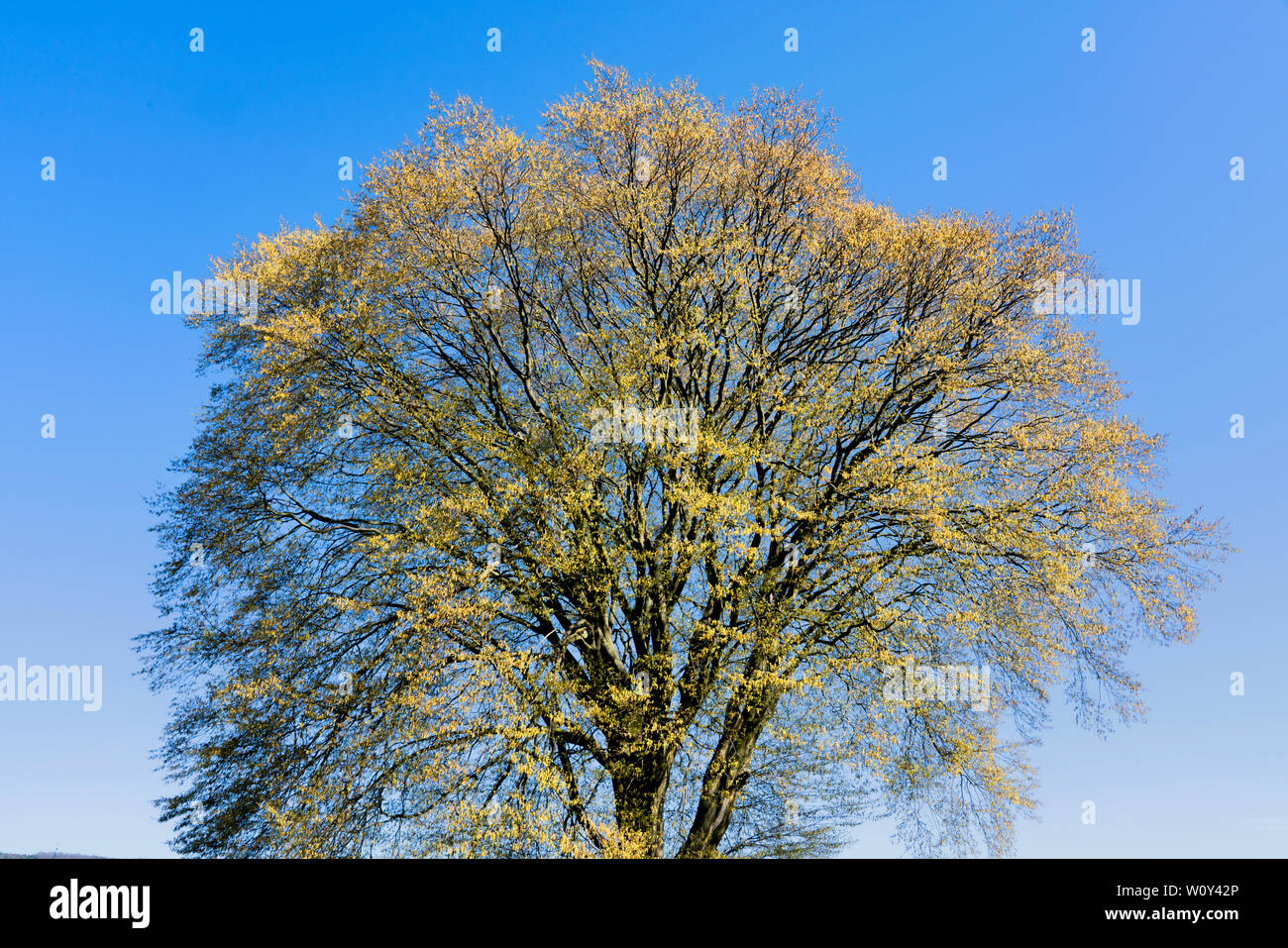Alder tree hi-res stock photography and images - Alamy