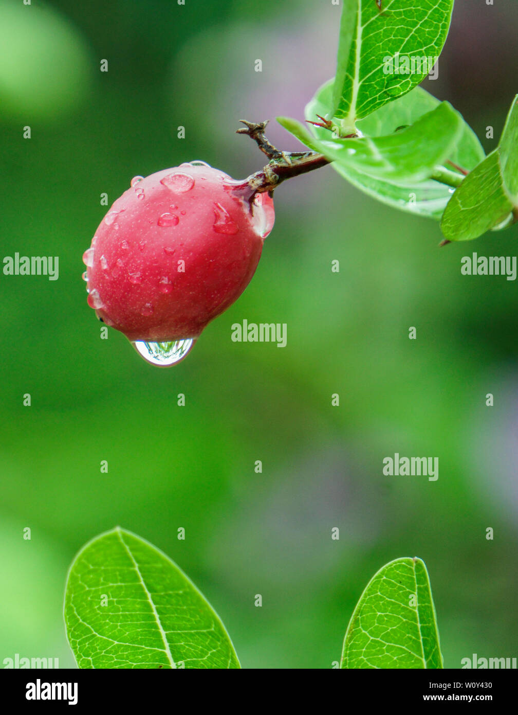 Koromcha tree hi-res stock photography and images - Alamy