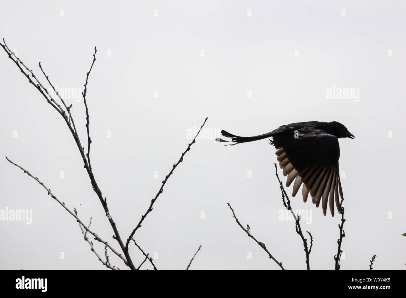 One Black crows on a tree Stock Photo - Alamy