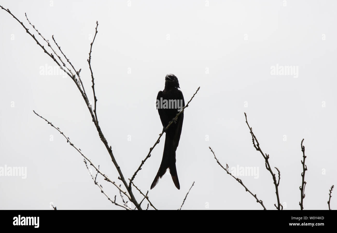 One Black crows on a tree Stock Photo - Alamy