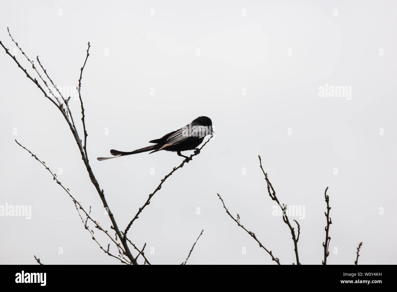 One Black crows on a tree Stock Photo - Alamy