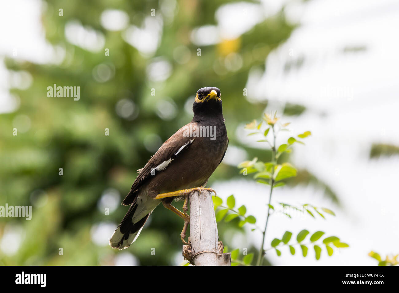 Common Myna on a tree Stock Photo - Alamy