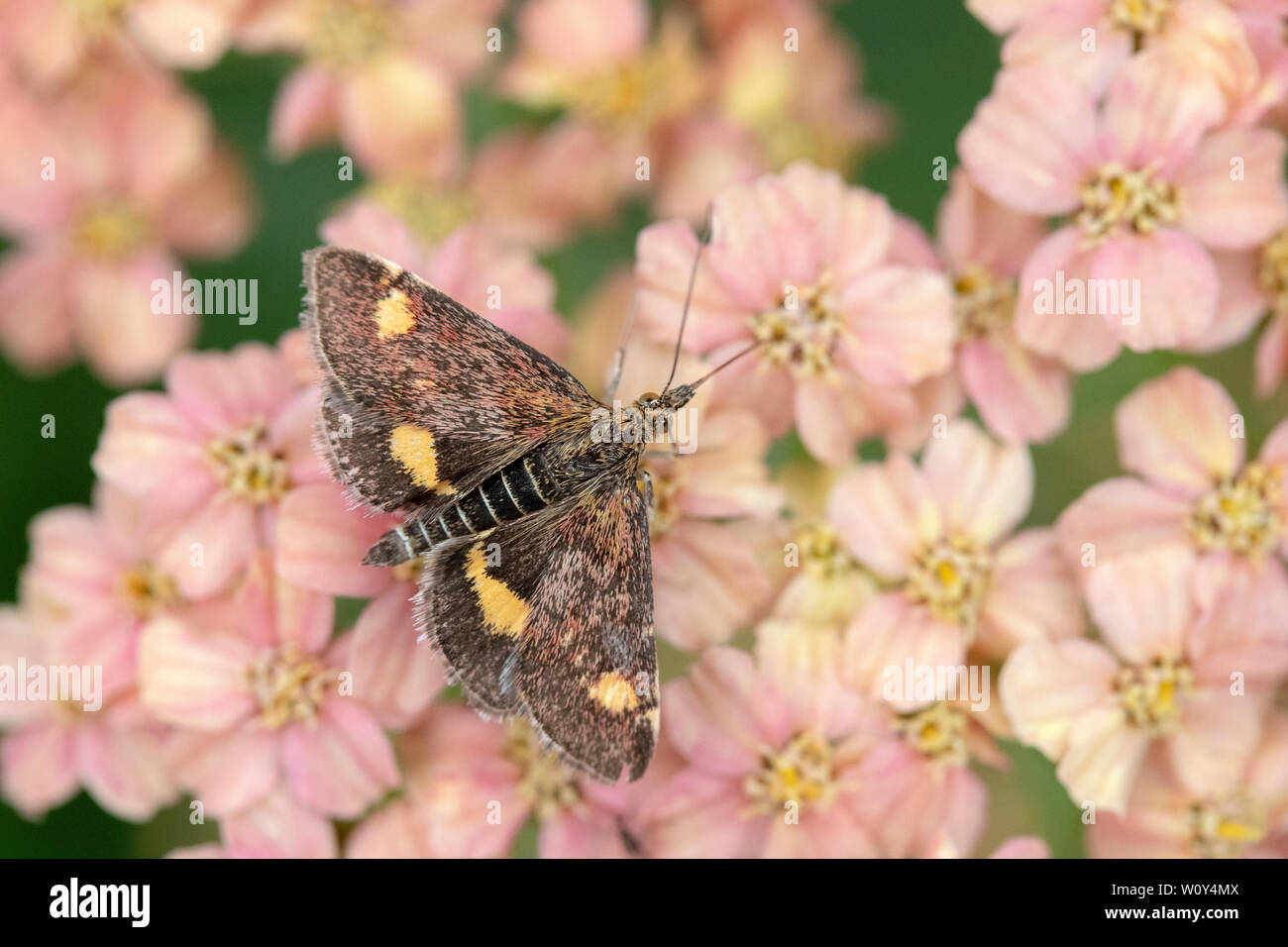 Yellow peach moth hi-res stock photography and images - Alamy
