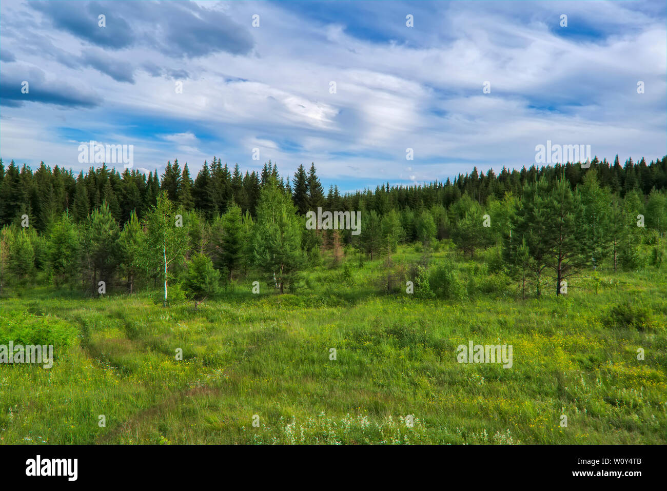 Summer landscape with green grass and wild flowers on the background of ...