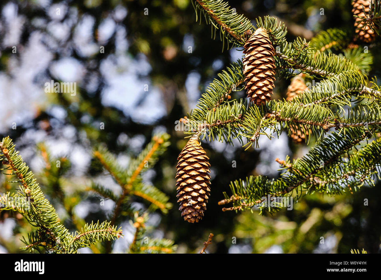Pine cone seeds hi-res stock photography and images - Alamy