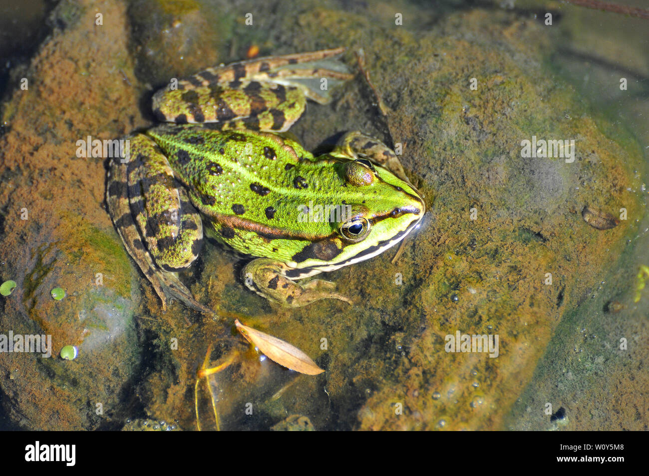Edible frog, common water frog or green frog, Teichfrosch, Wasserfrosch ...