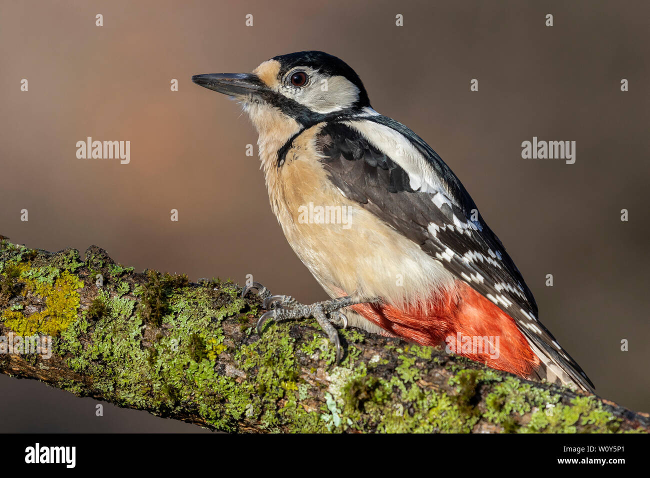 Female woodpecker hi-res stock photography and images - Alamy