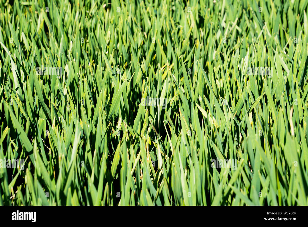 Wallpaper green grass hi-res stock photography and images - Alamy