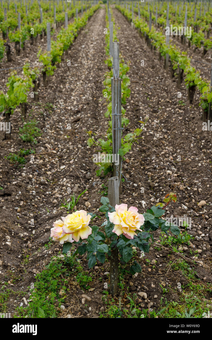 Traditional Rose High Resolution Stock Photography and Images - Alamy