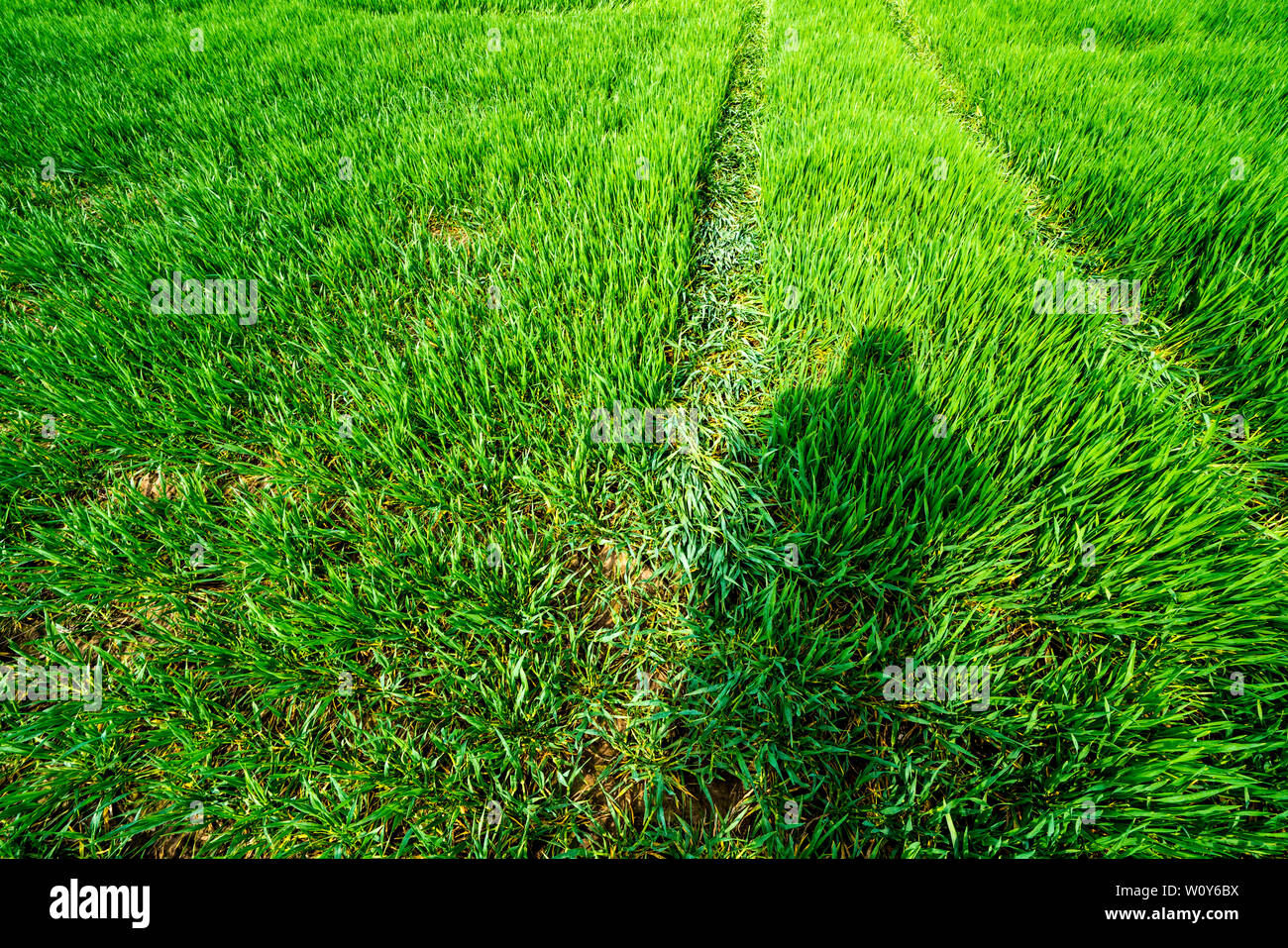 Wallpaper green grass hi-res stock photography and images - Alamy