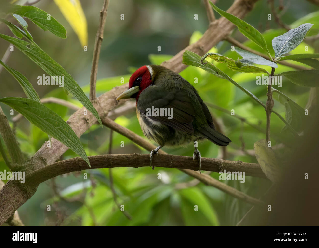 Red headed barbet eubucco bourcierii hi-res stock photography and ...