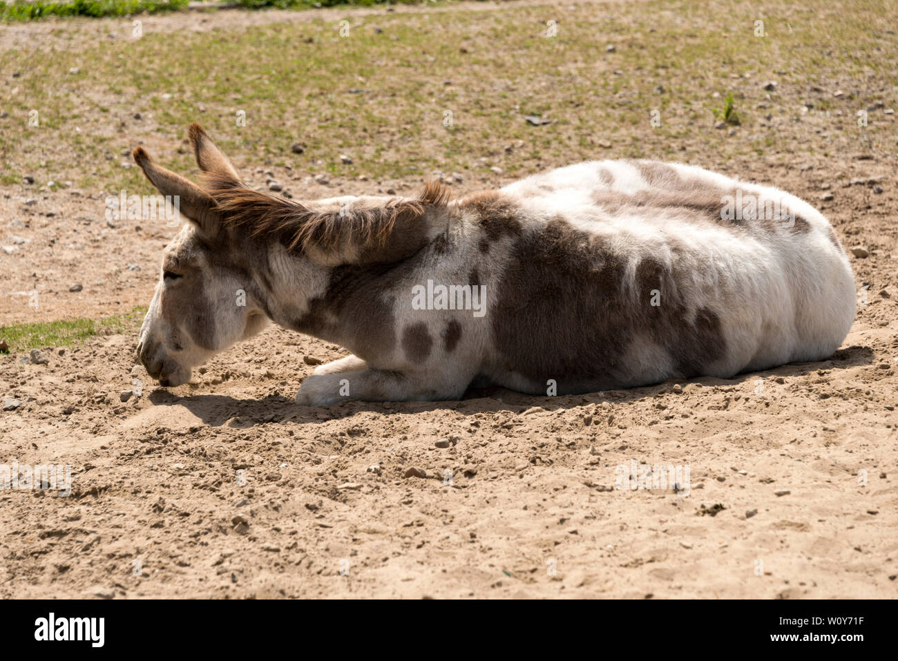Dwarf Donkey (Equus africanus asinus Stock Photo - Alamy