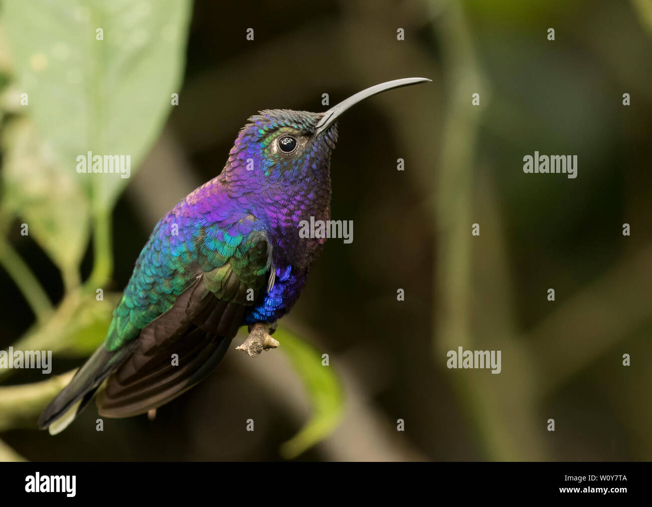 Sabrewing bird hi-res stock photography and images - Alamy