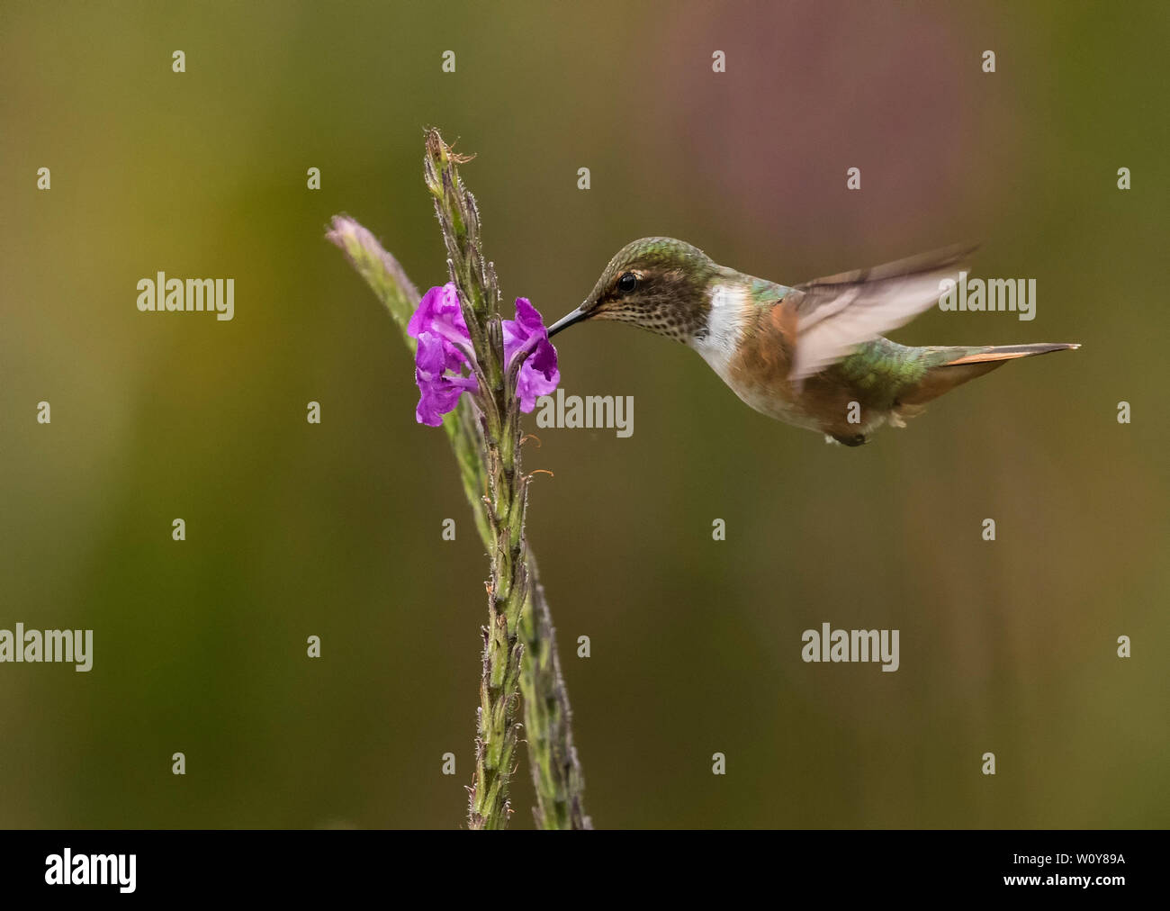 Volcano hummingbird hi-res stock photography and images - Alamy