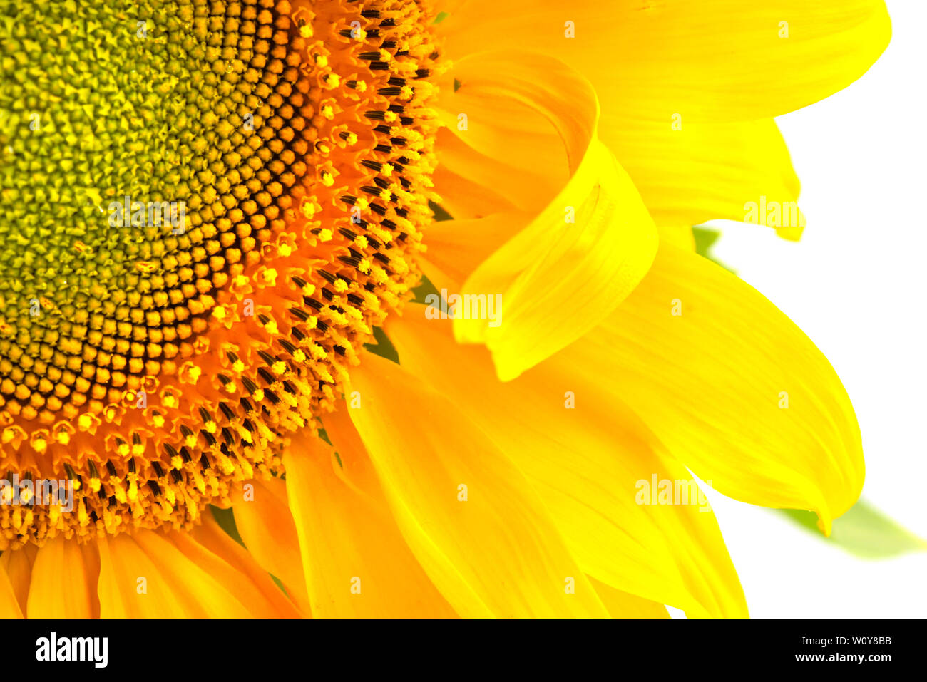 Sunflower texture hi-res stock photography and images - Alamy