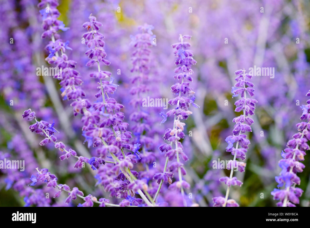 Blue Salvia flowers blooming in the garden Stock Photo - Alamy