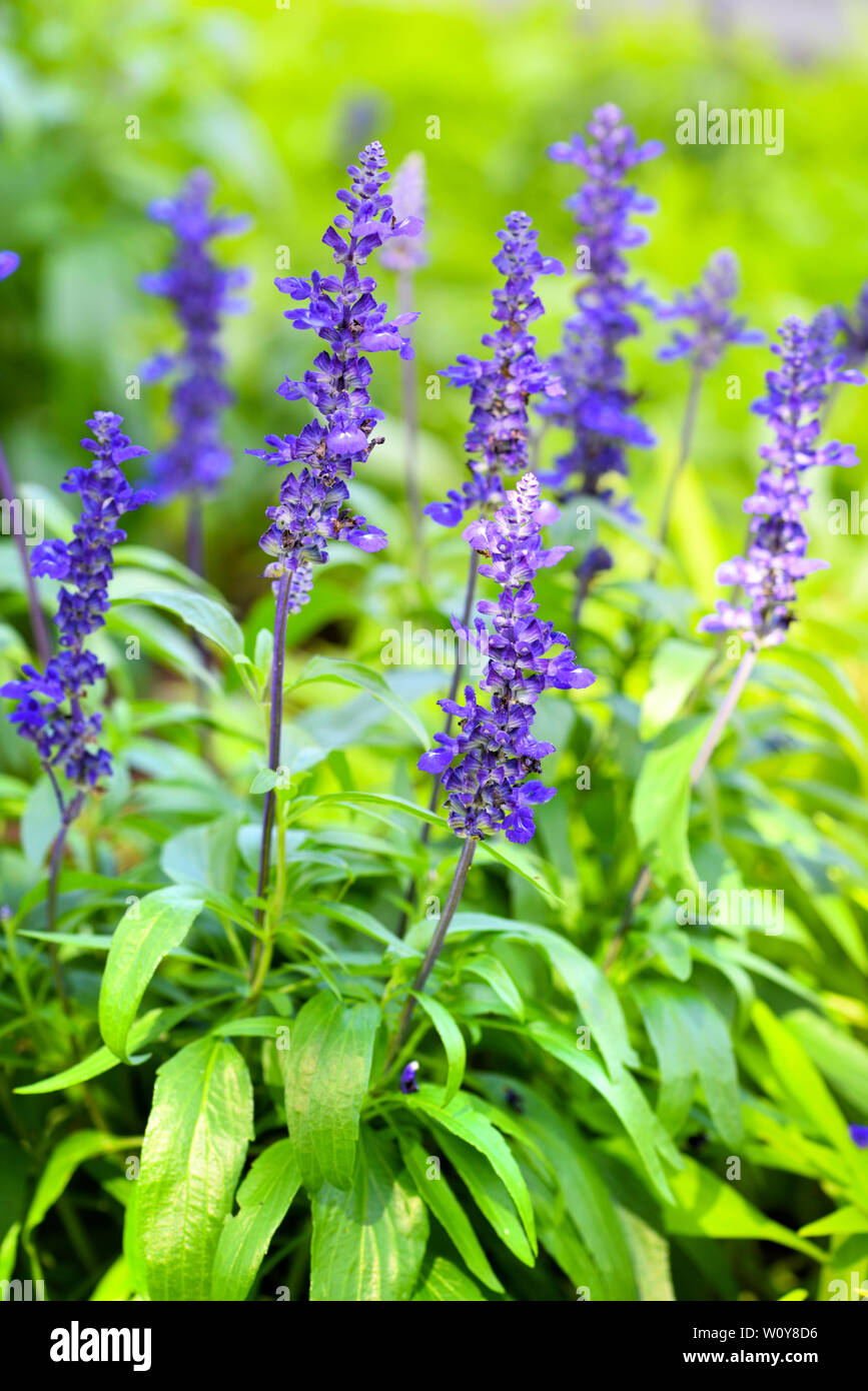 Blue salvia hi-res stock photography and images - Alamy