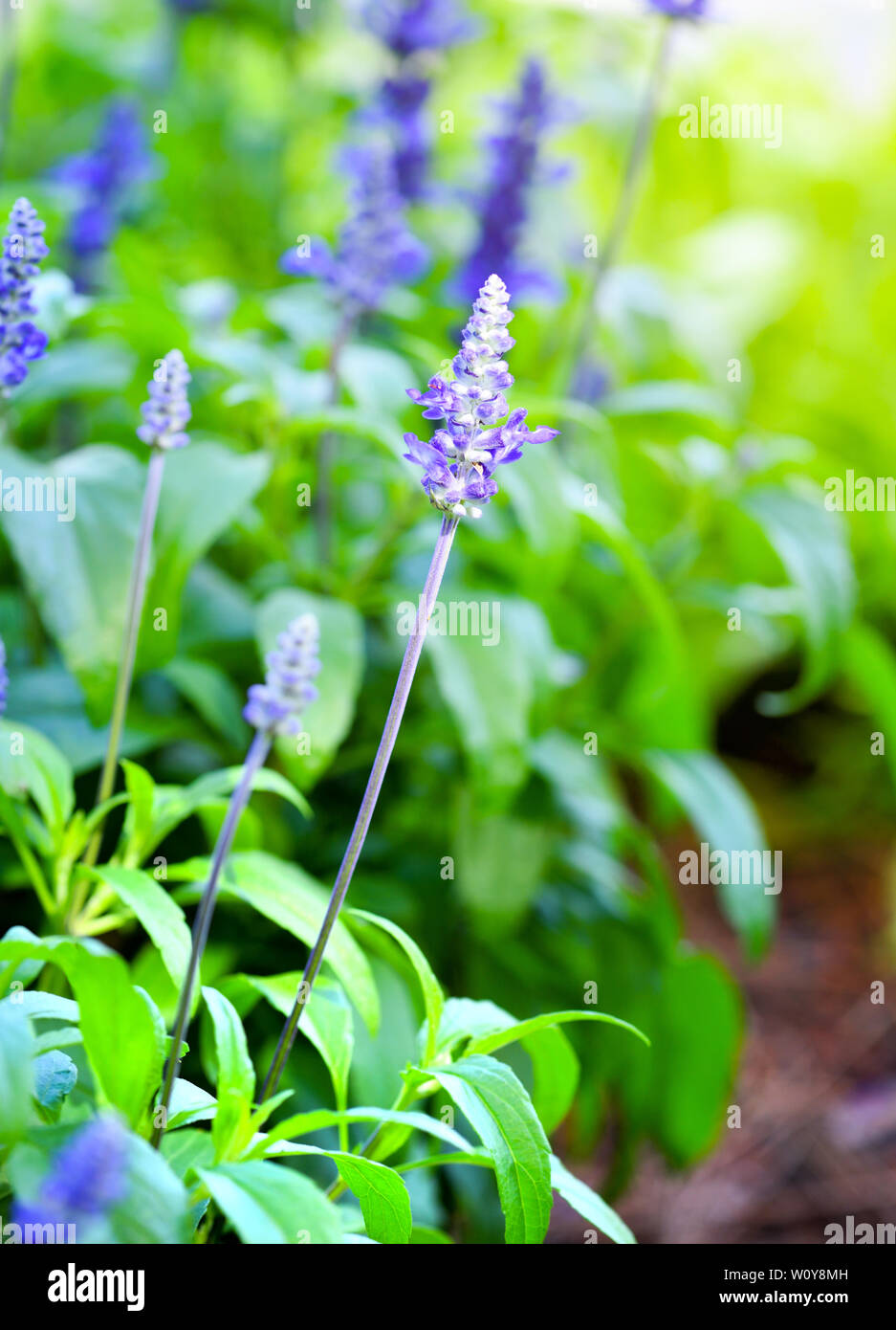 Blue Salvia (salvia farinacea) flowers blooming in the garden Stock ...