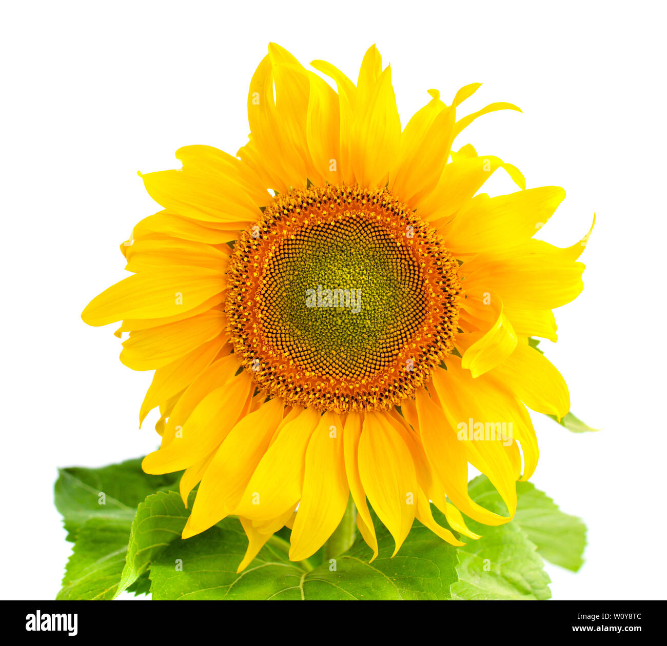 Sunflower isolated on white background Stock Photo - Alamy