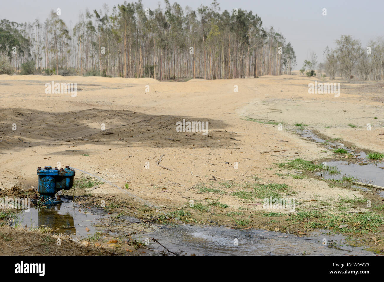 EGYPT, Ismallia , Sarapium forest in the desert, the eucalyptus trees ...