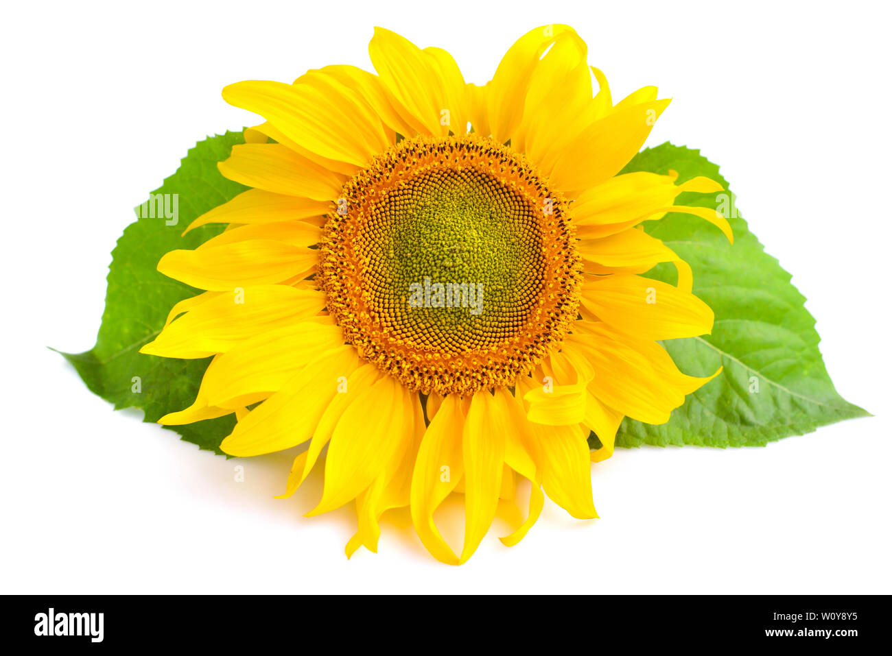 Sunflower texture hi-res stock photography and images - Alamy