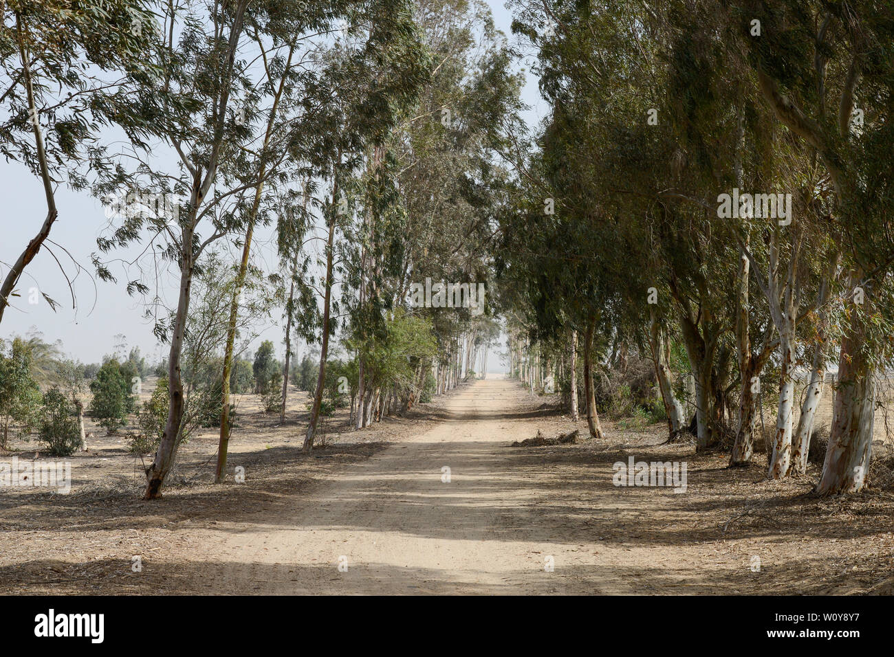 EGYPT, Ismallia , Sarapium forest in the desert, the trees are ...