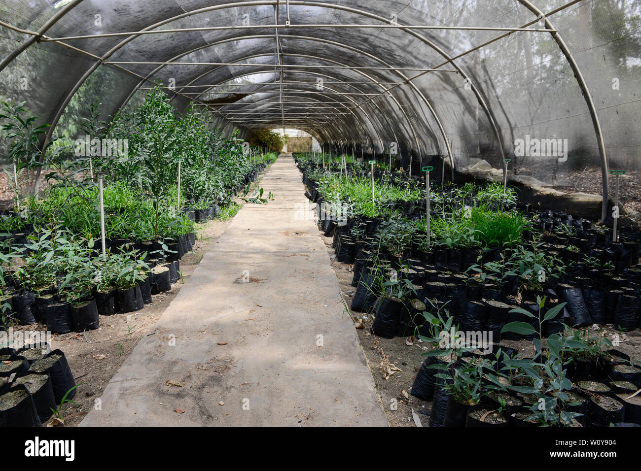 EGYPT, Ismallia , Sarapium forest in the desert, the trees are ...