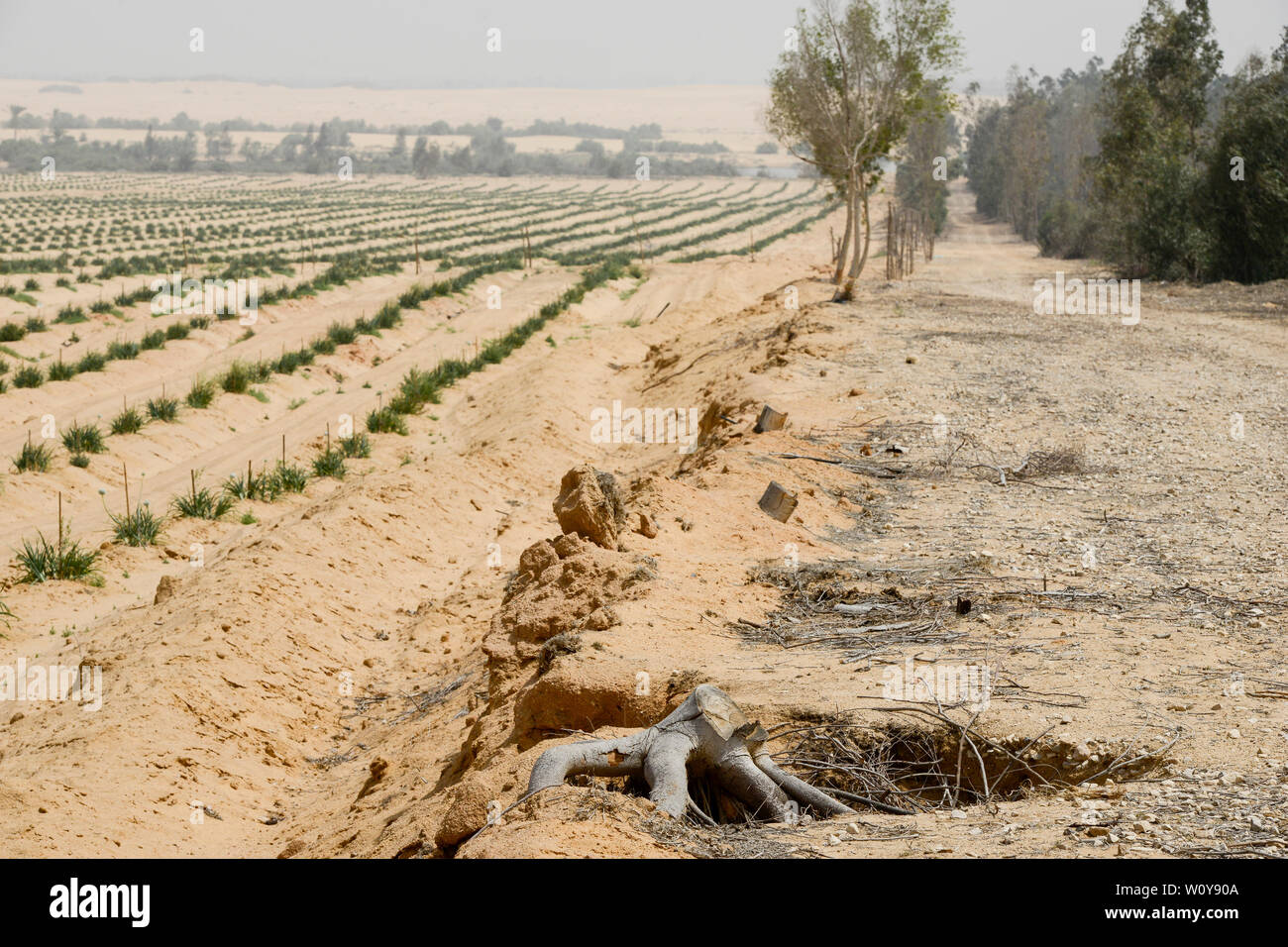 EGYPT, Ismallia , Sarapium forest in the desert, the trees are ...