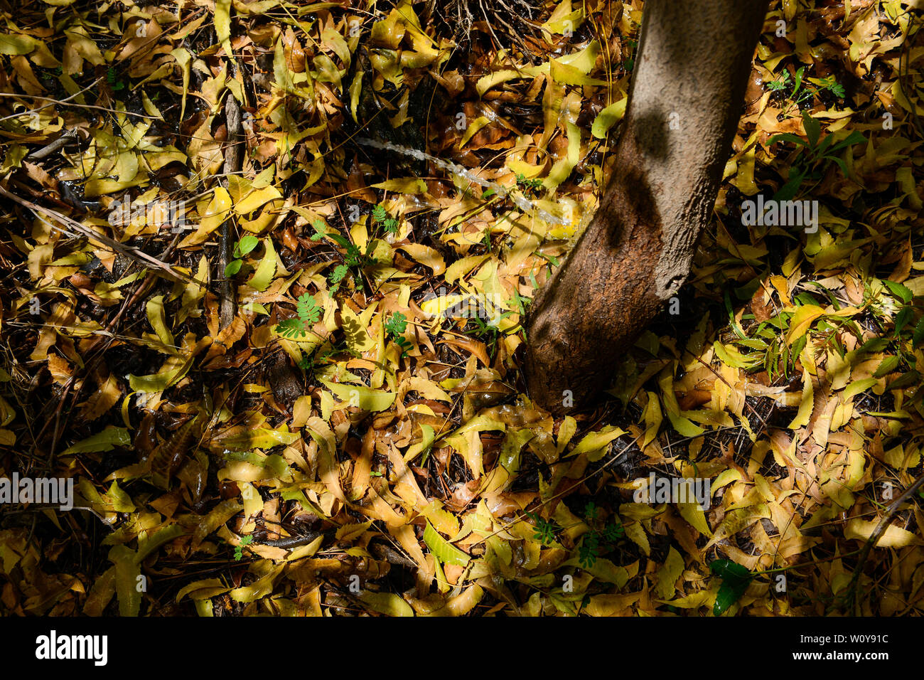 EGYPT, Ismallia , Sarapium forest in the desert, the trees are ...