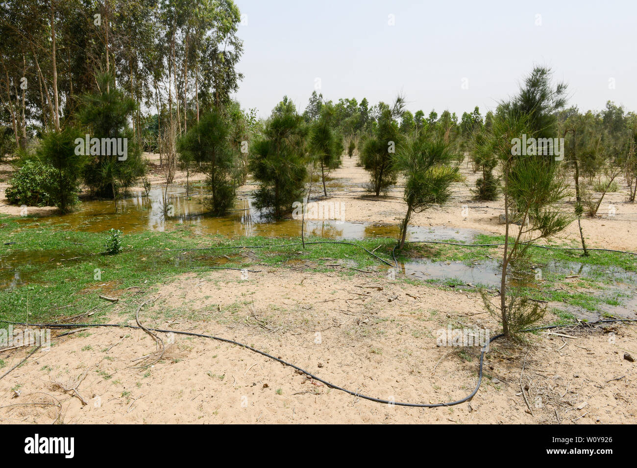 EGYPT, Ismallia , Sarapium forest in the desert, the trees are ...