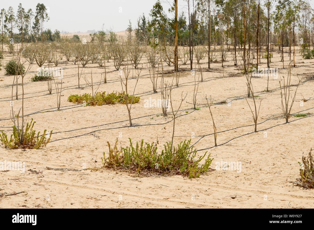 EGYPT, Ismallia , Sarapium forest in the desert, the trees are ...