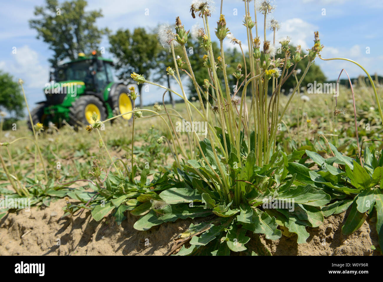 Taraxacum koksaghyz hi-res stock photography and images - Alamy