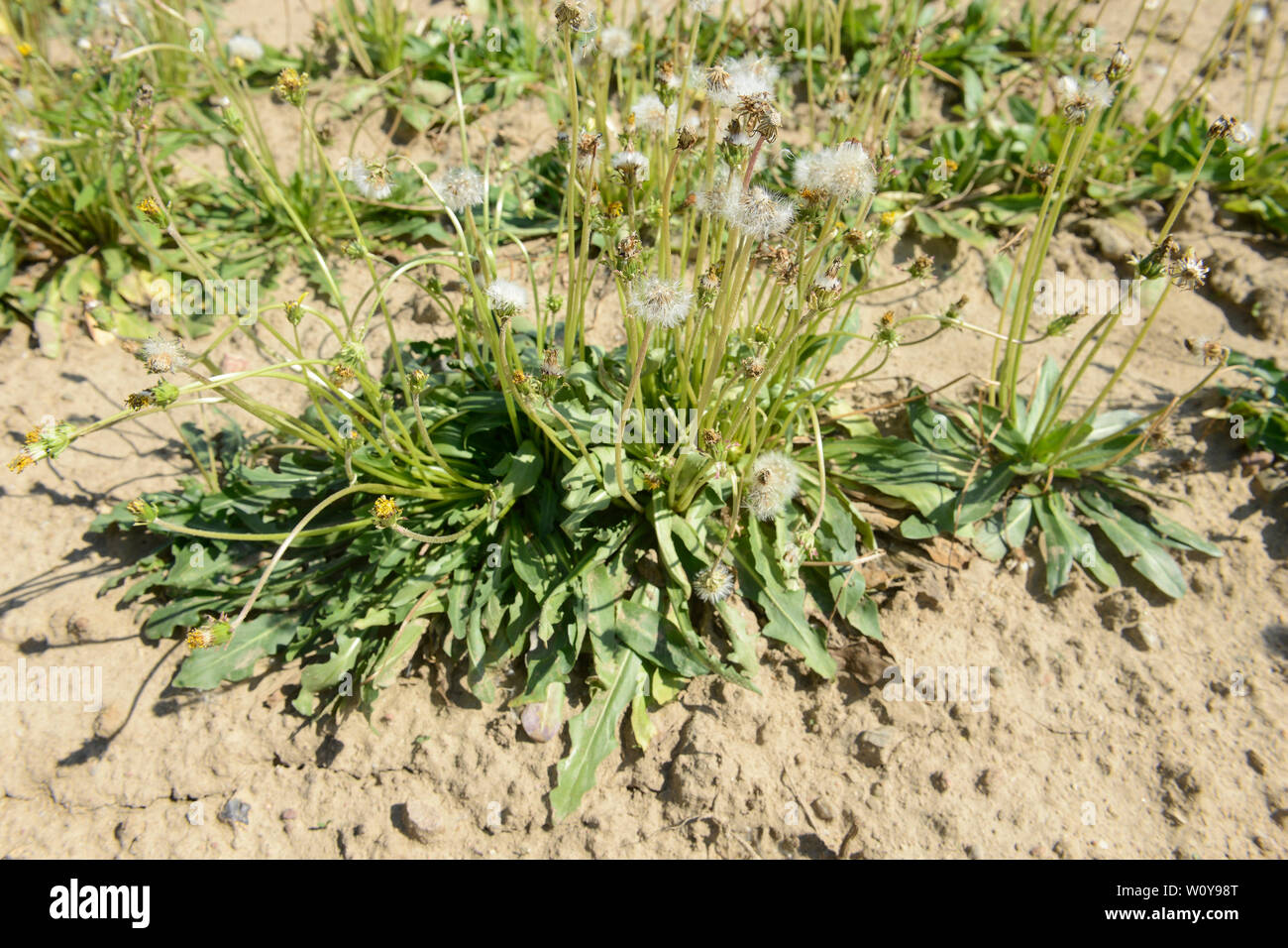 Taraxacum kok saghyz hi-res stock photography and images - Alamy