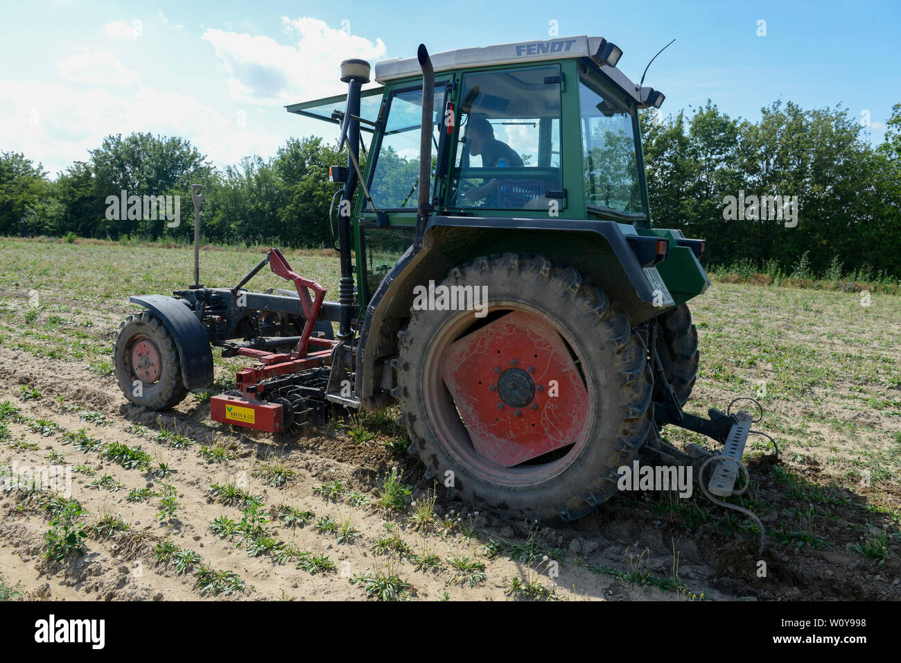 GERMANY, Taraxa gum research project by Continental , trial farming of ...