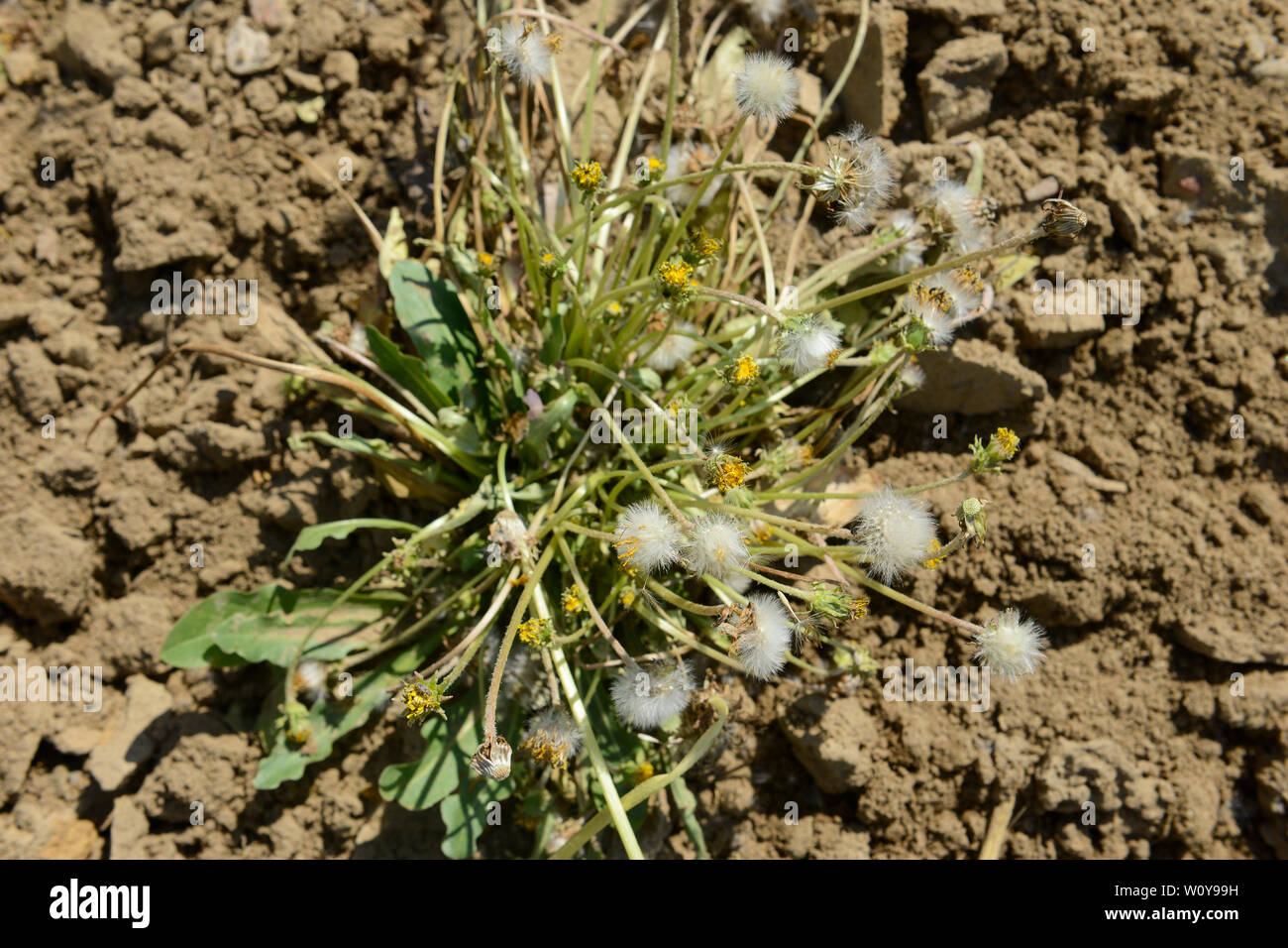Taraxacum kok saghyz hi-res stock photography and images - Alamy