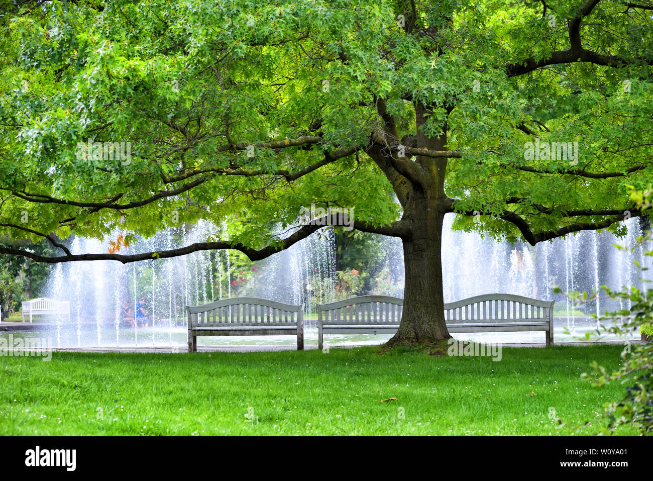 Garden bench under maple tree hi-res stock photography and images - Alamy