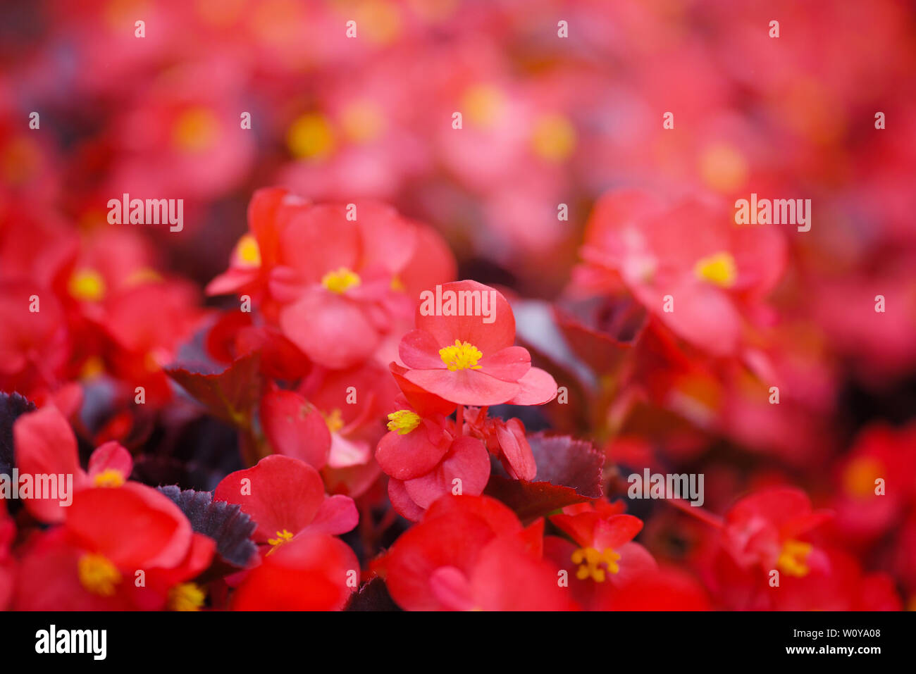 Begonia flowers background background hi-res stock photography and ...