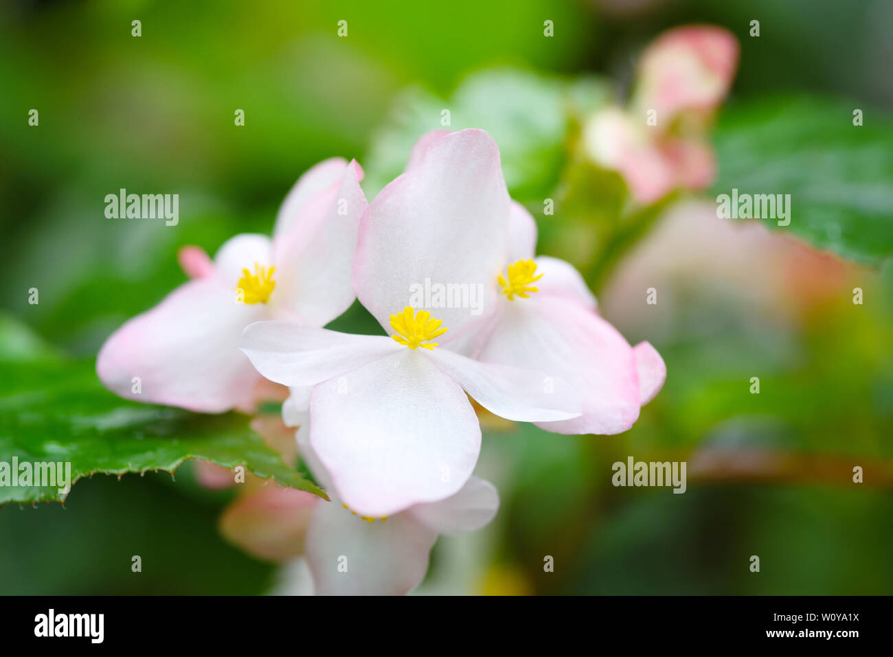 Begonia bud hi-res stock photography and images - Alamy
