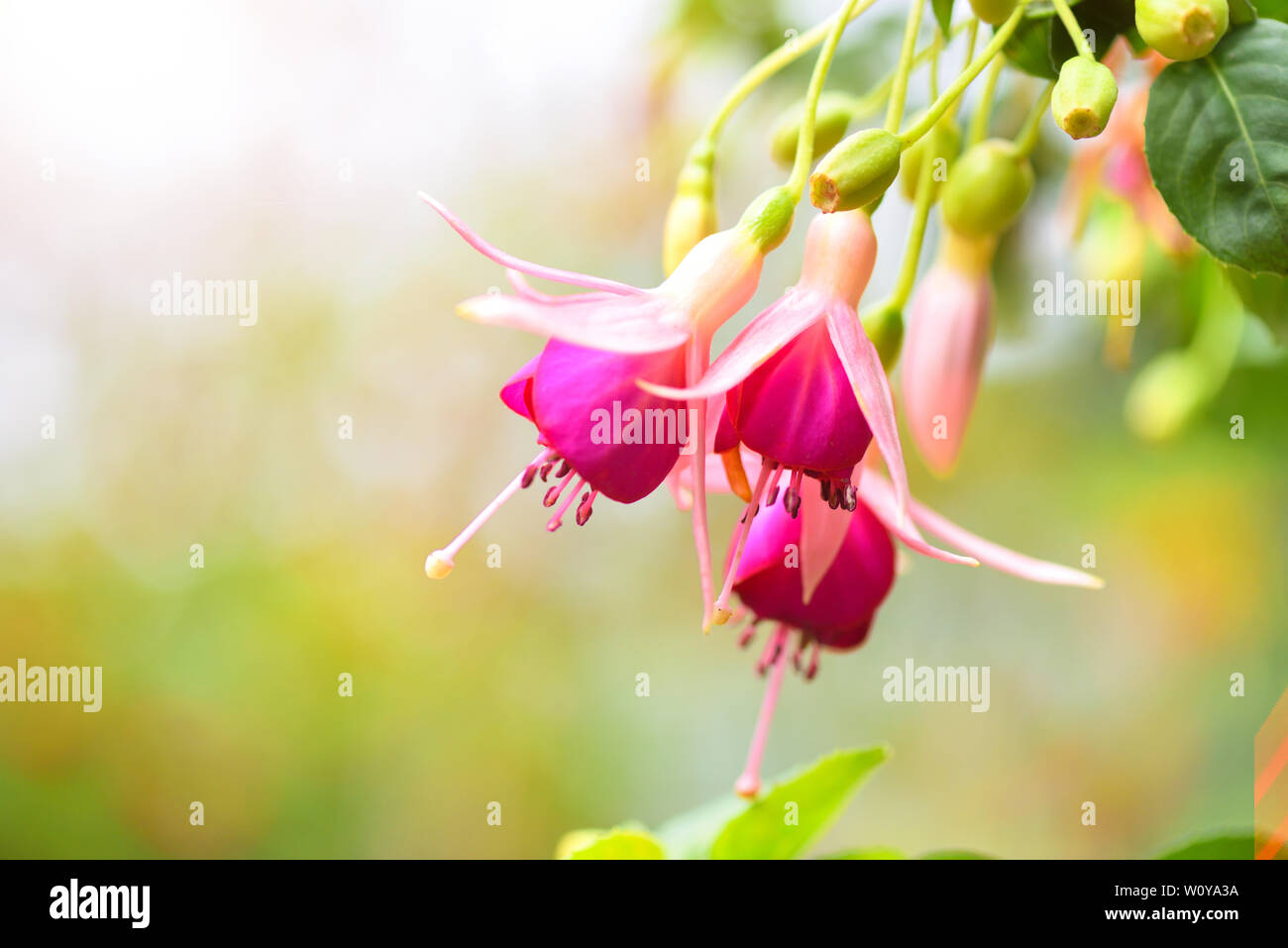 Beautiful fuchsia flowers in the garden. Natural background Stock Photo ...
