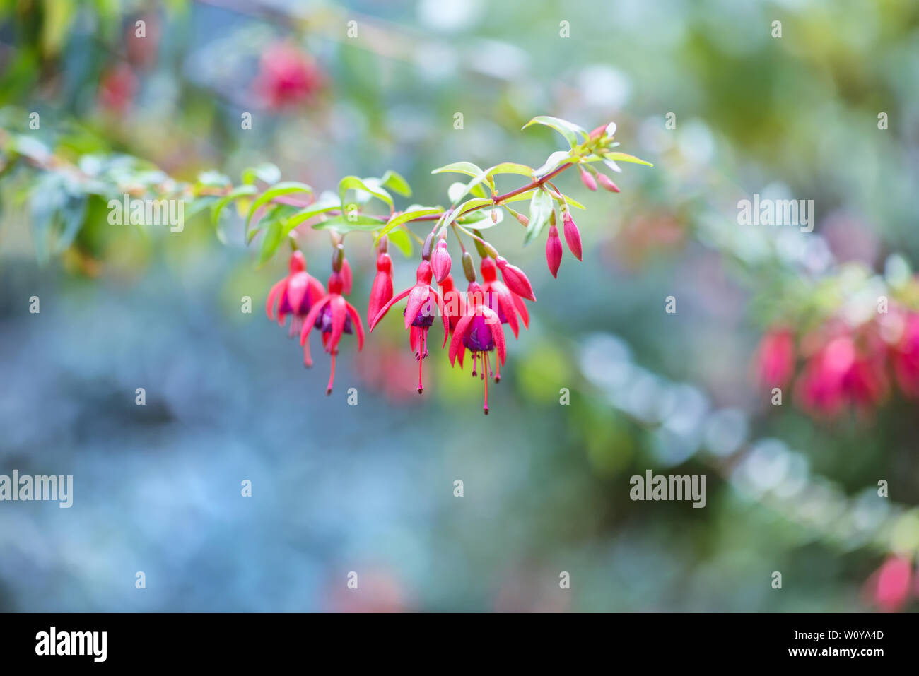 Beautiful fuchsia flowers in the garden. Natural background Stock Photo ...