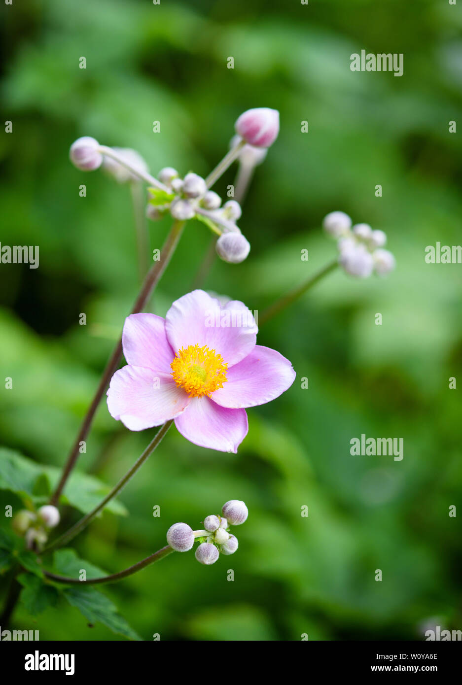 Pink flower of Chinese anemone / Anemone hupehensis in the garden Stock ...