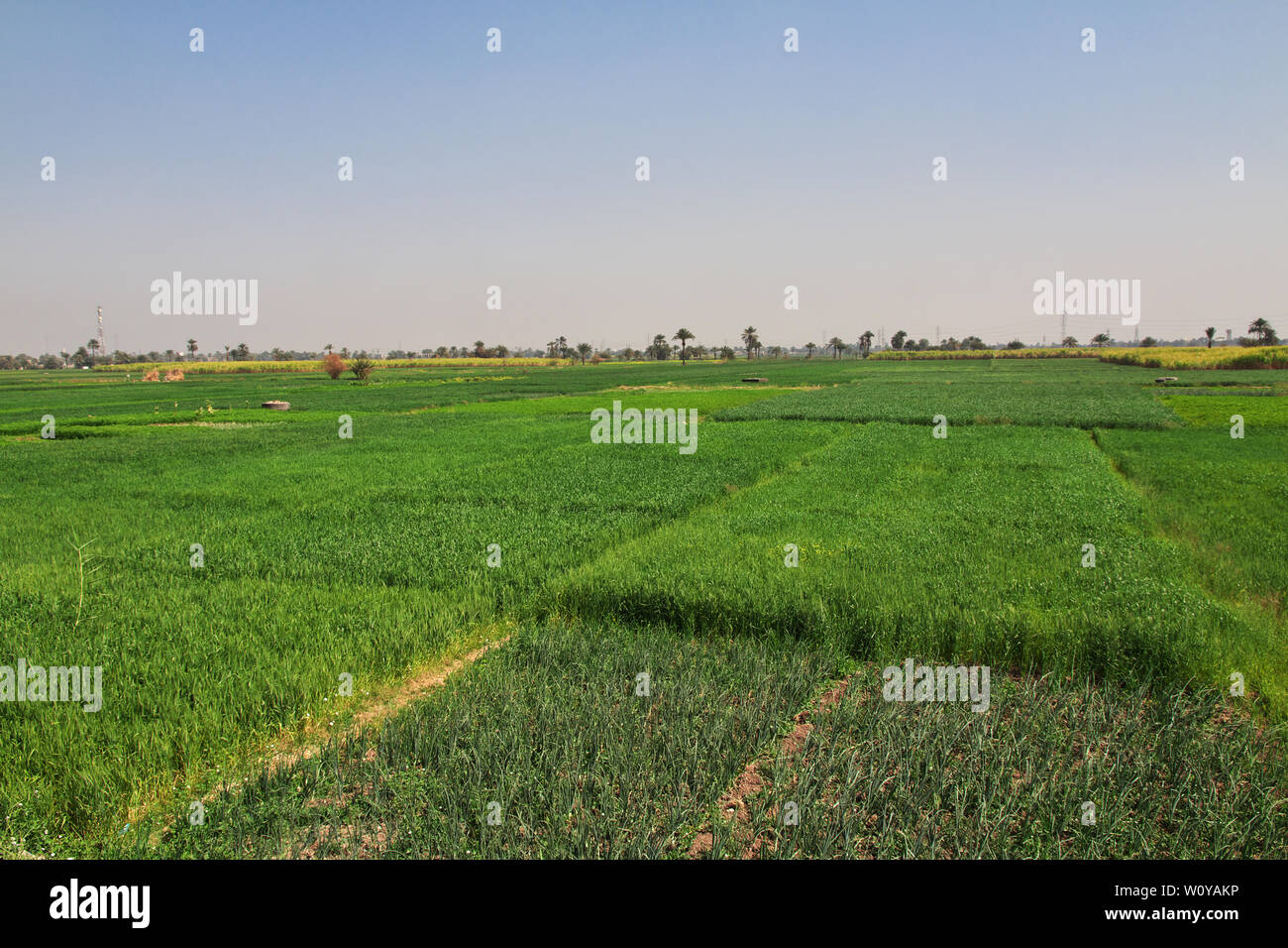 Field in Luxor on the Nile river in Egypt Stock Photo - Alamy