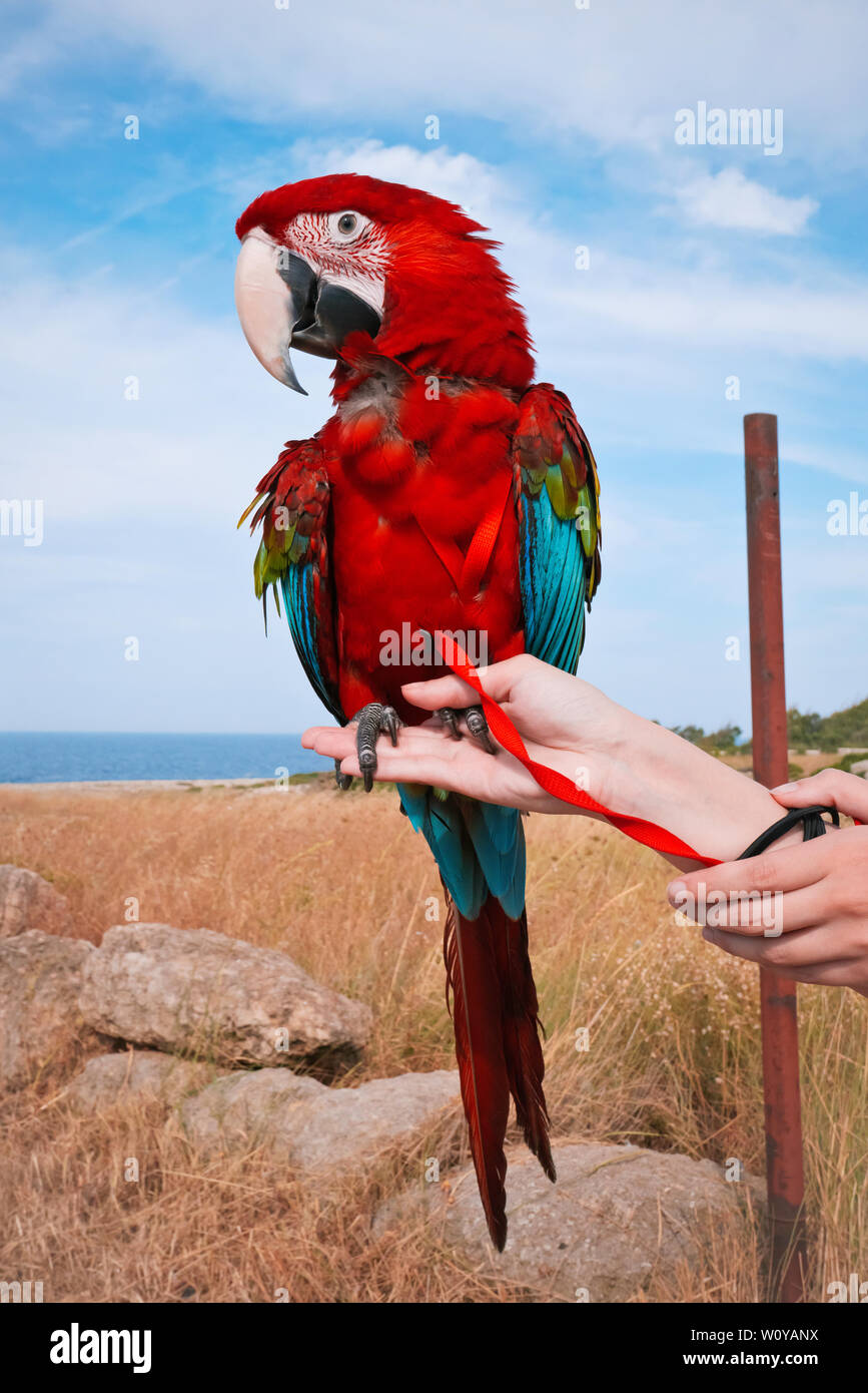 Parrot posing outdoor Stock Photo - Alamy