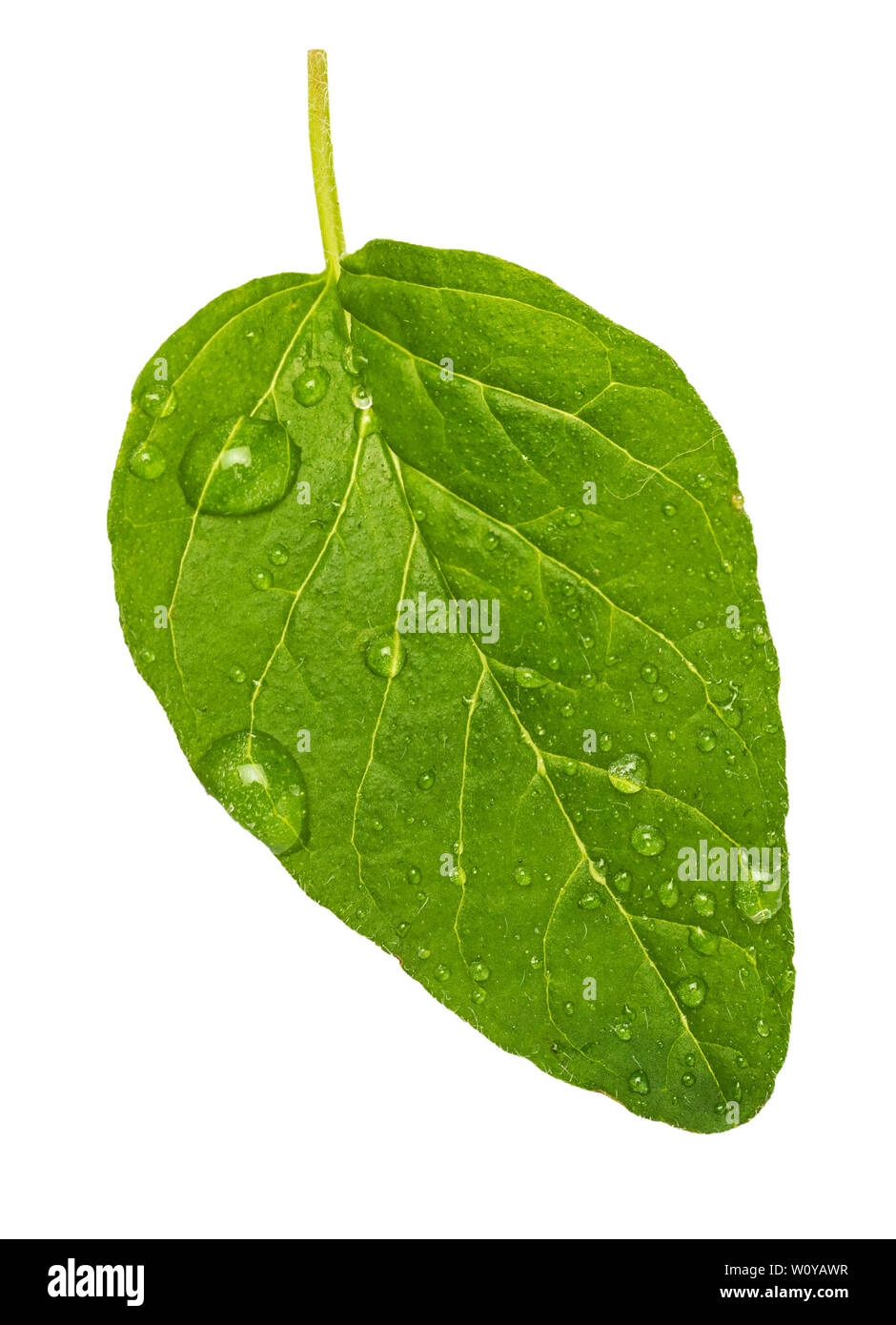 Obverse green and fresh leaf of oregano (spice). With micro drops of ...