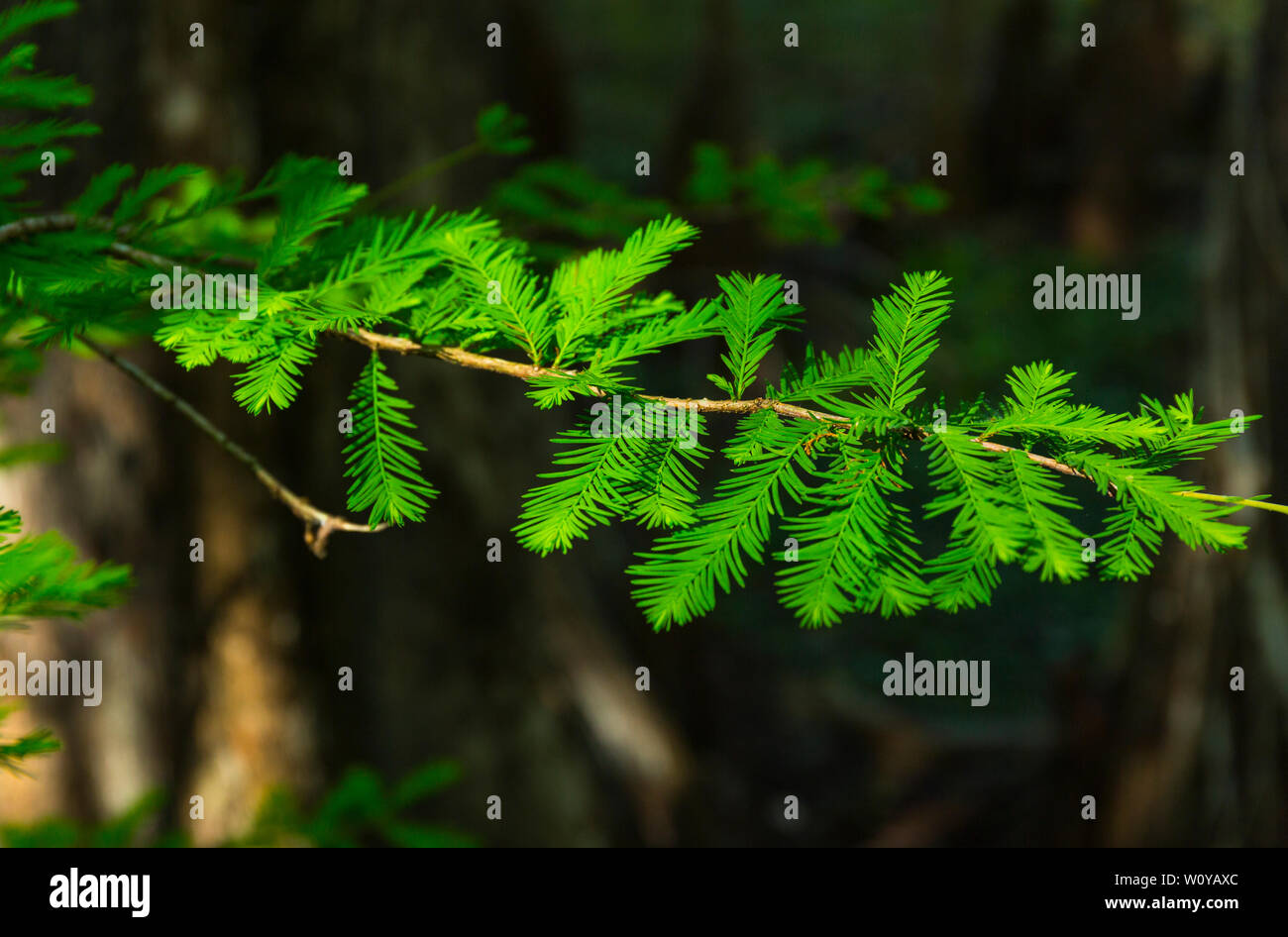 Big Cypress National Preserve, Florida, USA, America Stock Photo - Alamy