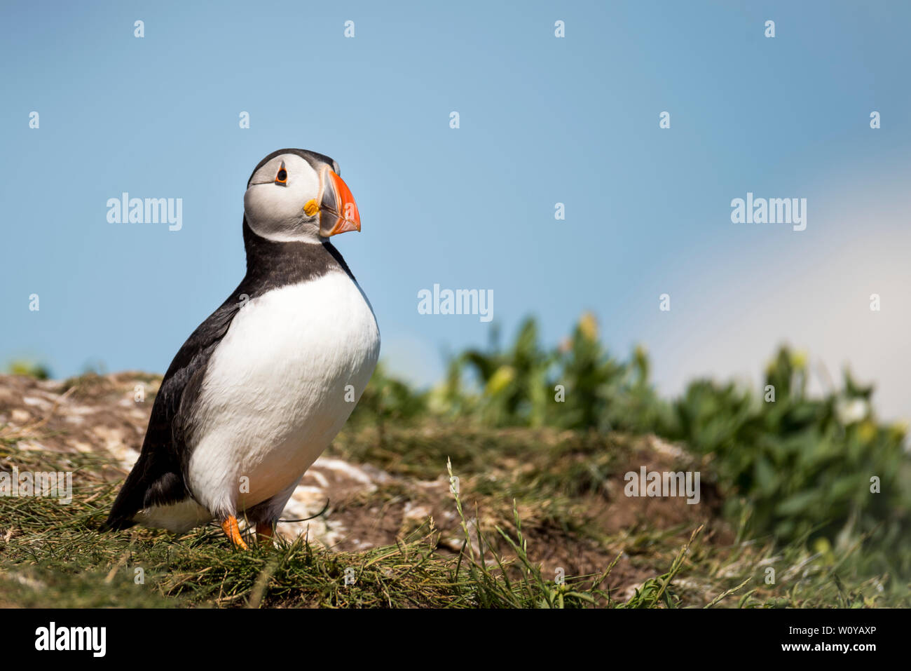 Puffin burrow rock hi-res stock photography and images - Alamy