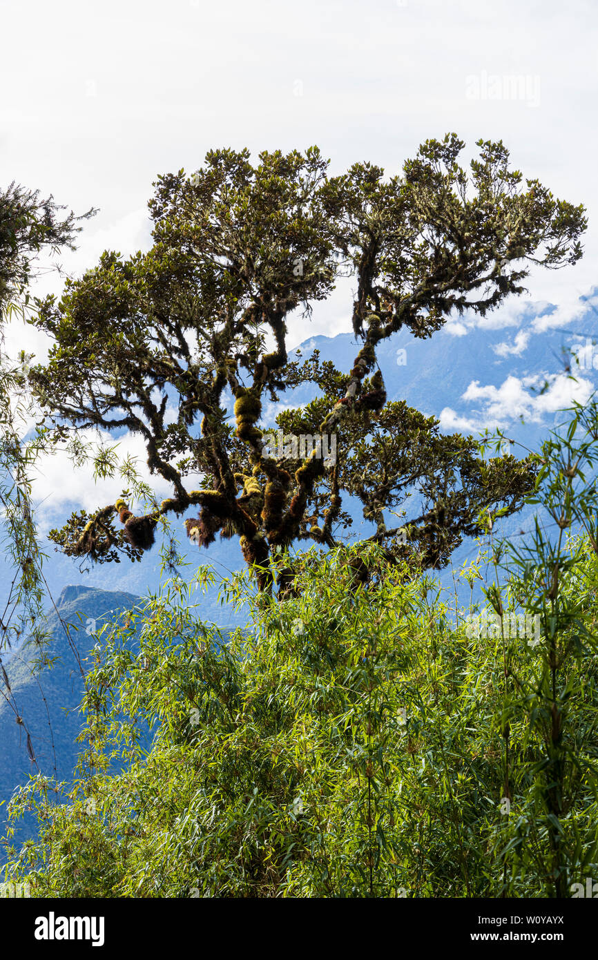 Pacay tree hi-res stock photography and images - Alamy