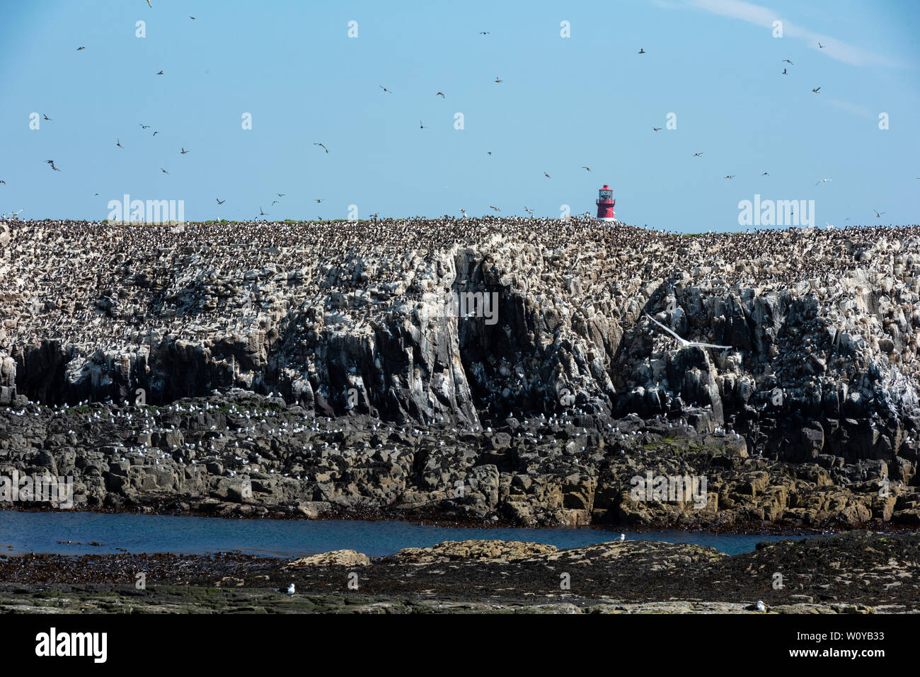 Puffin migration hi-res stock photography and images - Alamy