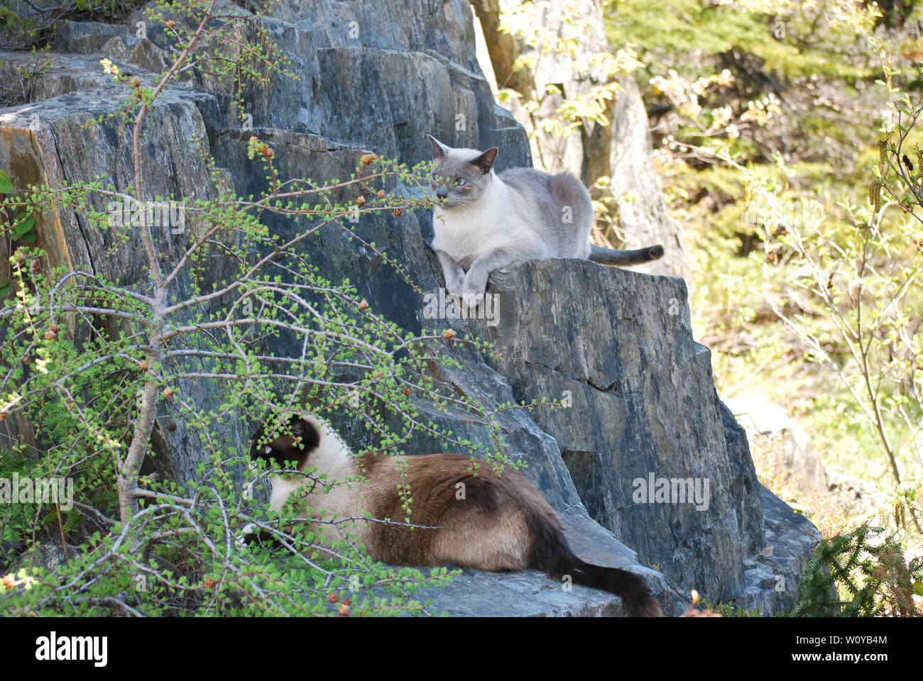 Lilac point siamese hi-res stock photography and images - Alamy