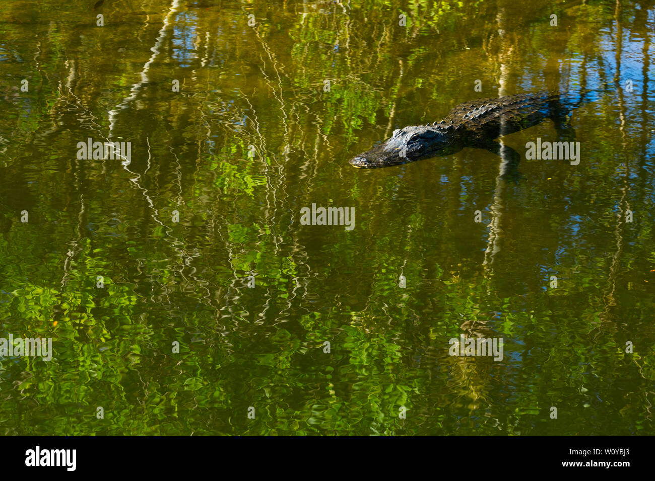 American Alligator, Everglades National Park, Florida, USA, America ...